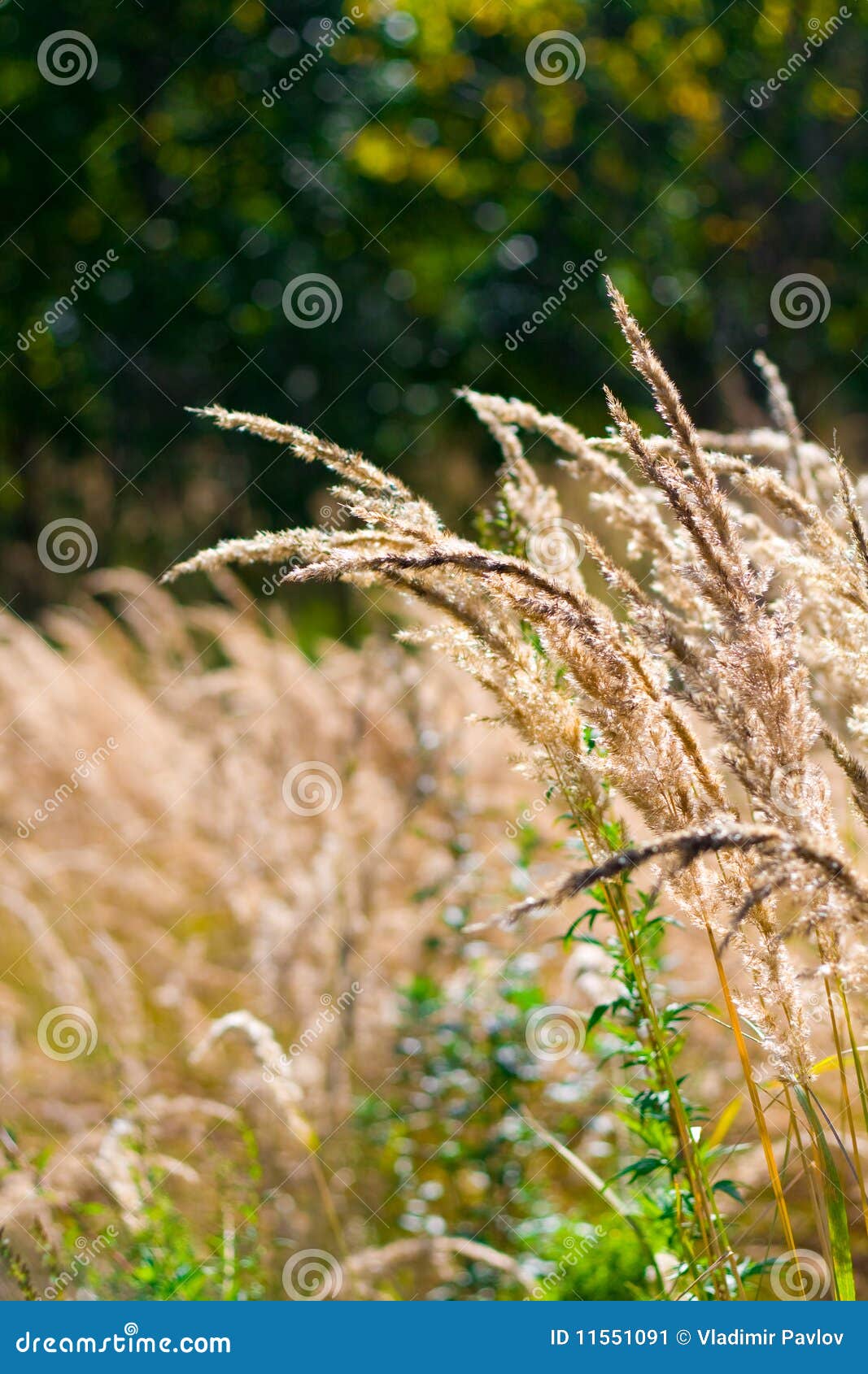 Yellow grass stock image. Image of color, beautiful, grass - 11551091
