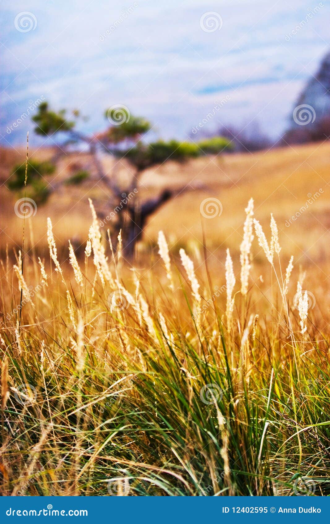 Yellow grass stock image. Image of grass, beautiful, lawn - 12402595
