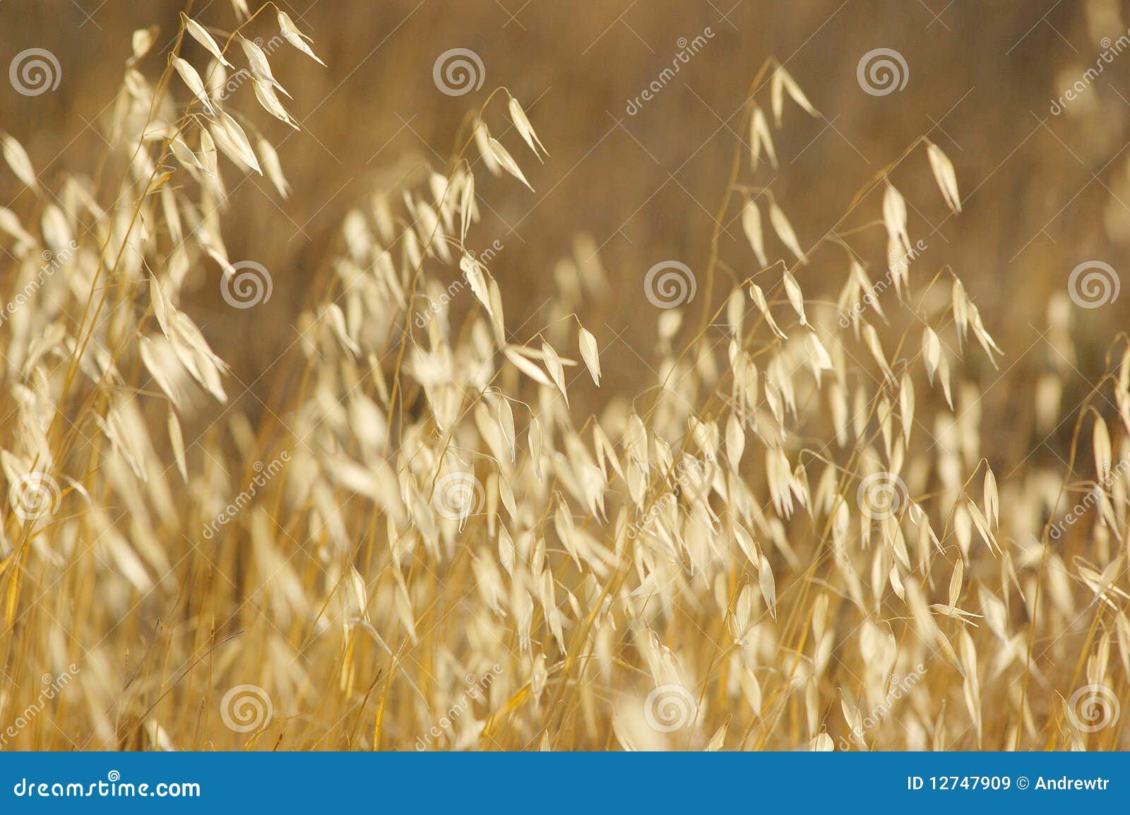 Yellow grass stock image. Image of outdoors, summer, closeup - 12747909