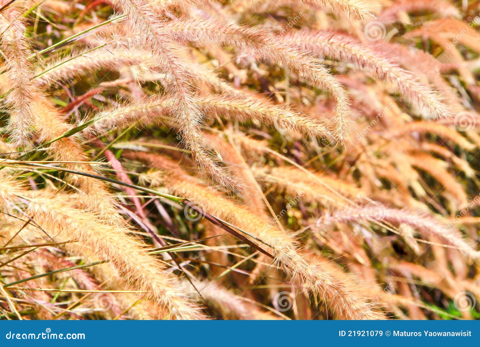 Yellow grass stock image. Image of green, leaf, meadow - 21921079