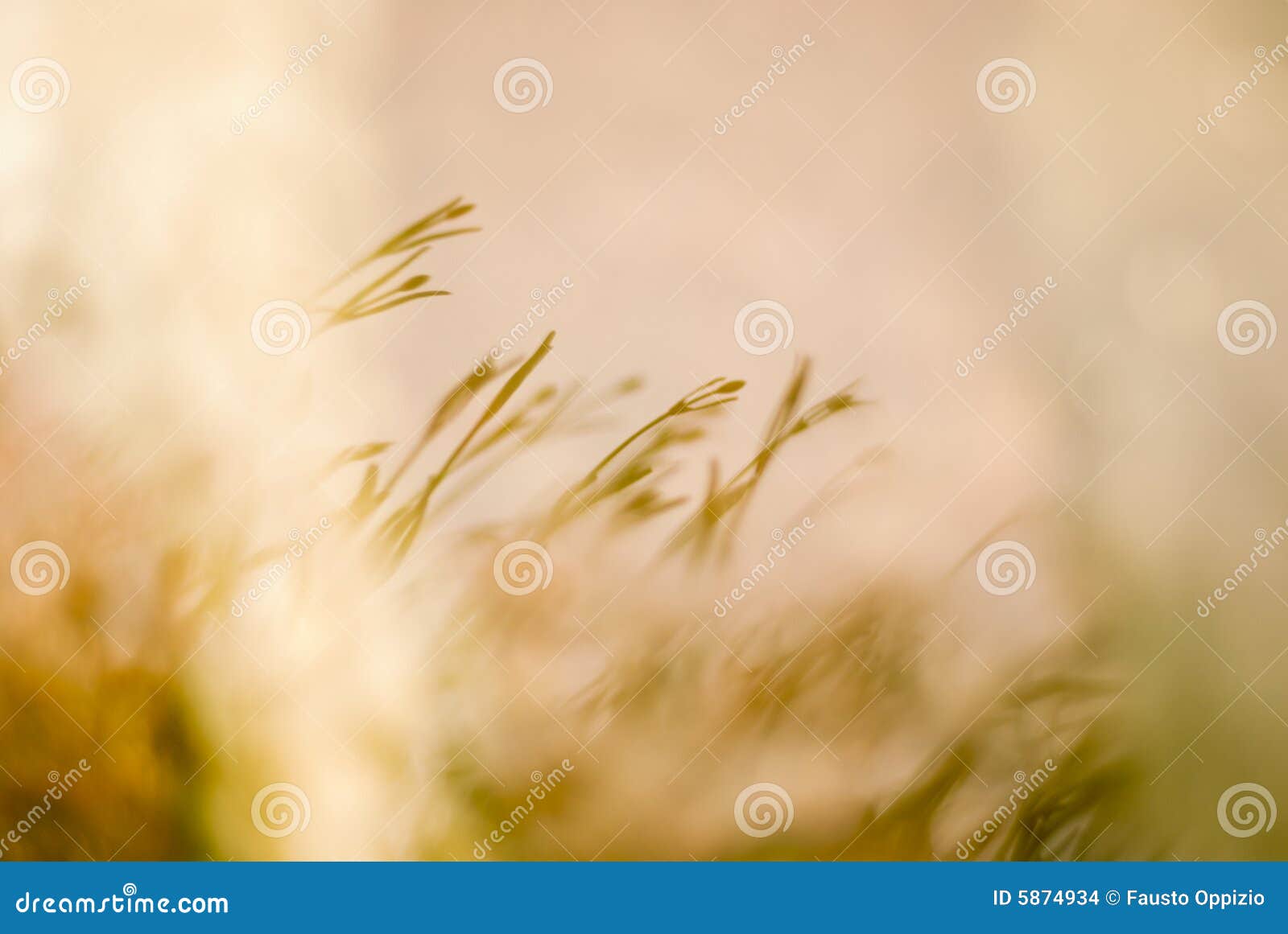 Yellow grass stock photo. Image of meadow, freshness, fresh - 5874934