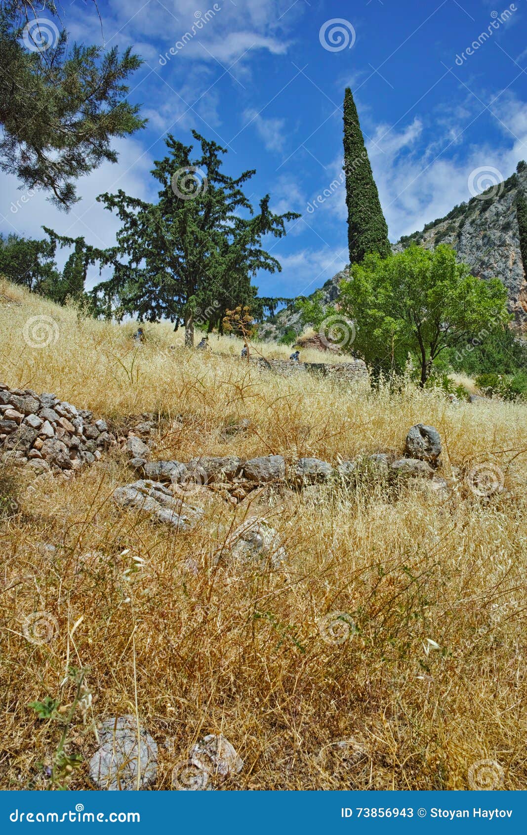 Yellow Grass in Ancient Greek Archaeological Site of Delphi, Greece ...