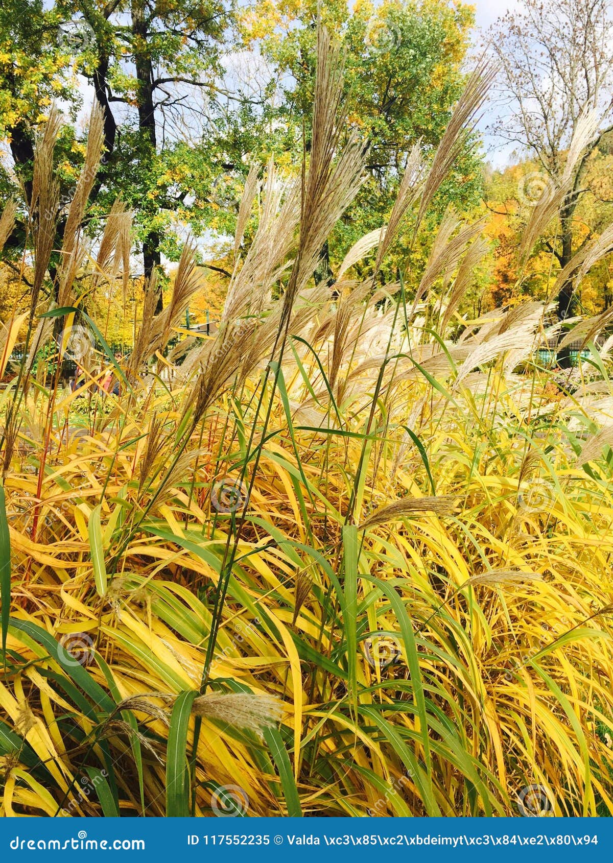 Bentgrass stock image. Image of bentgrass, grass, autumn - 117552235