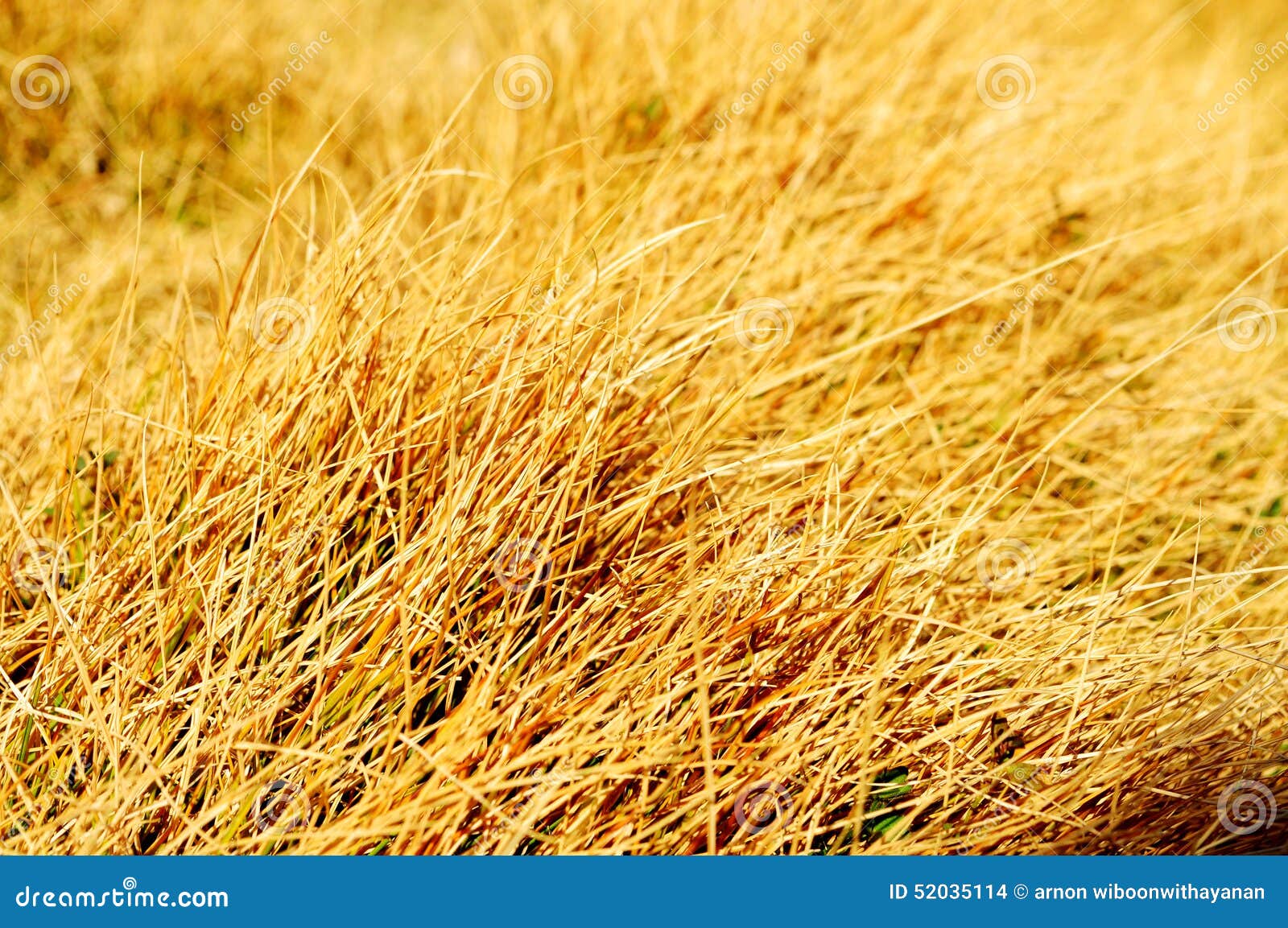 Yellow grass stock photo. Image of display, brochure - 52035114