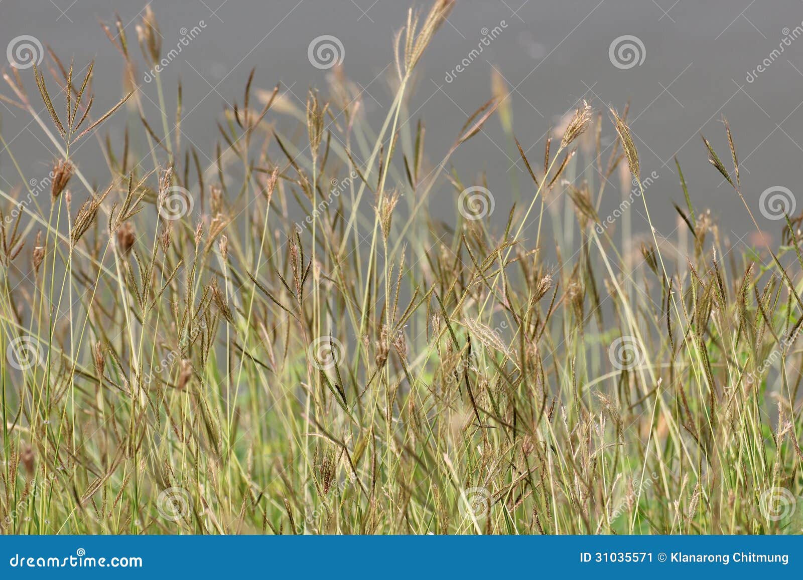Yellow Grass stock image. Image of marguerite, meadow - 31035571