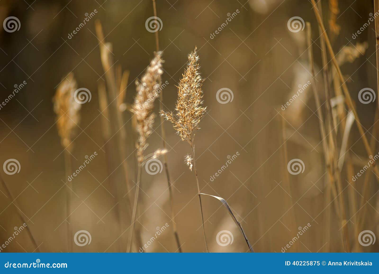 Yellow grass stock image. Image of nature, environment - 40225875