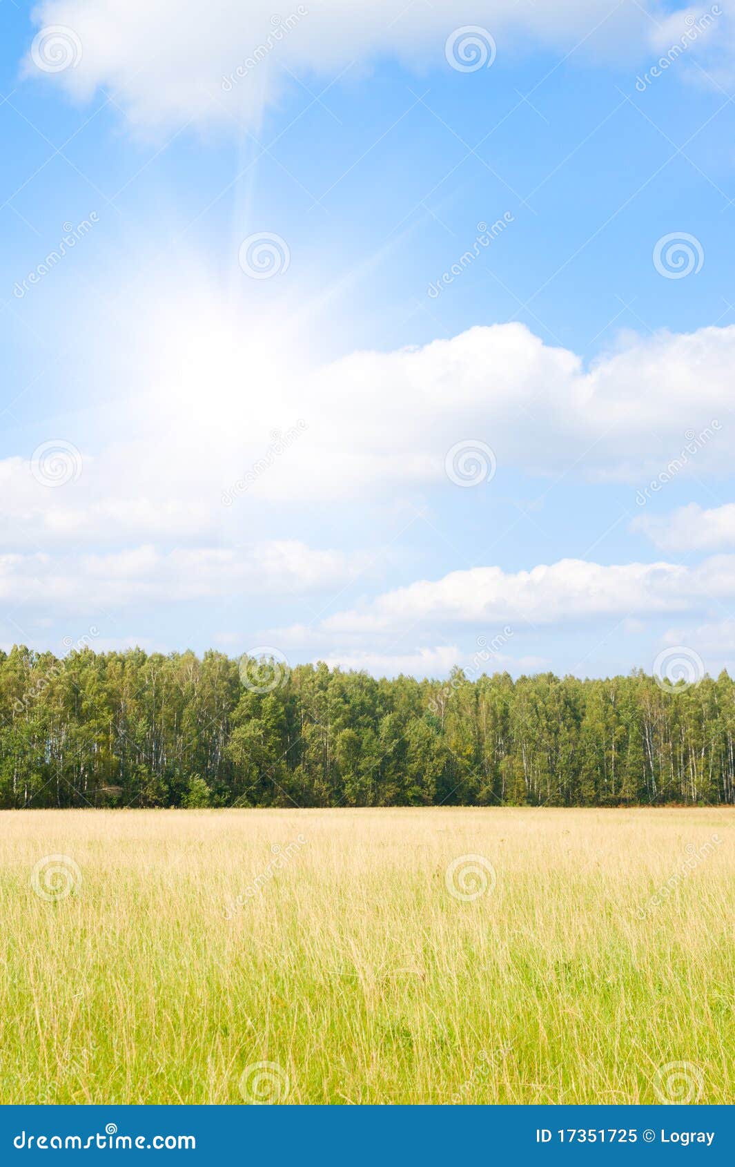 Yellow Grass Field Near Forest Edge. Stock Image - Image of land ...