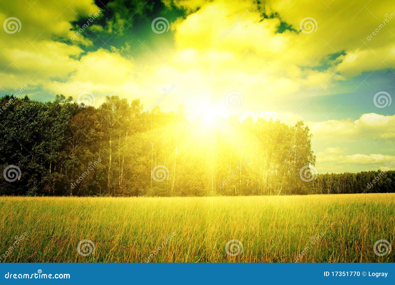 Yellow Grass Field Near Forest Edge. Stock Photo - Image of horizon ...