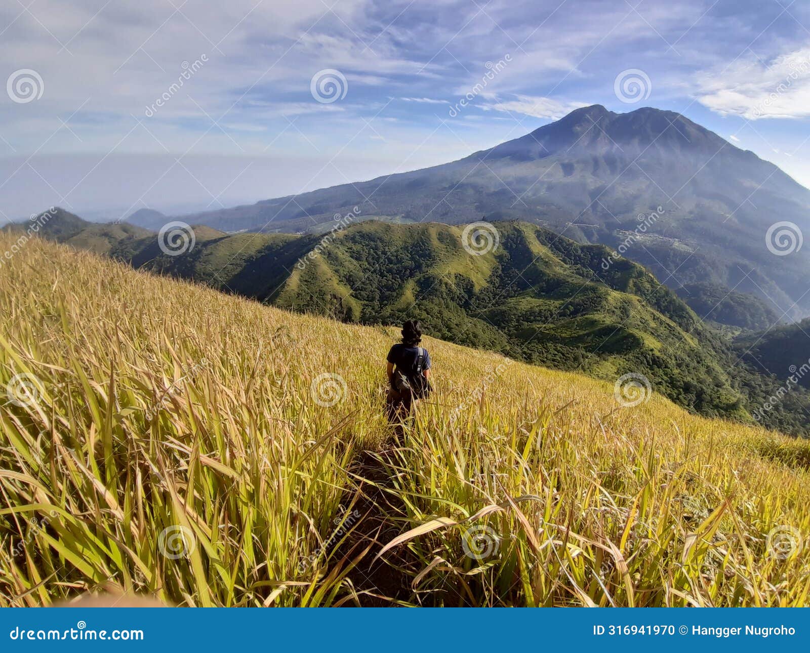 The Yellow Grass Fields on Mongkrang Hill Editorial Image - Image of ...