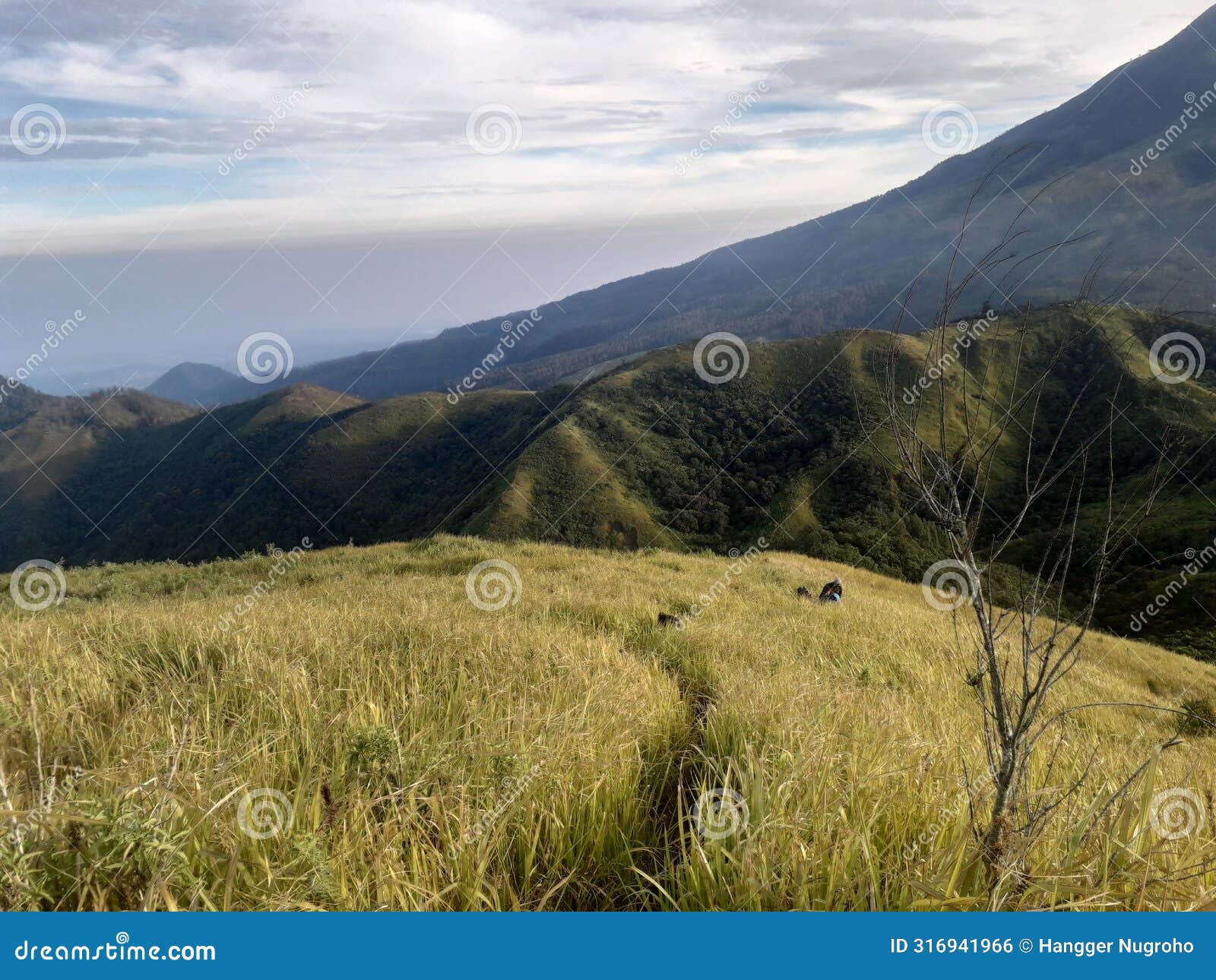The Yellow Grass Fields on Mongkrang Hill Stock Photo - Image of cloud ...