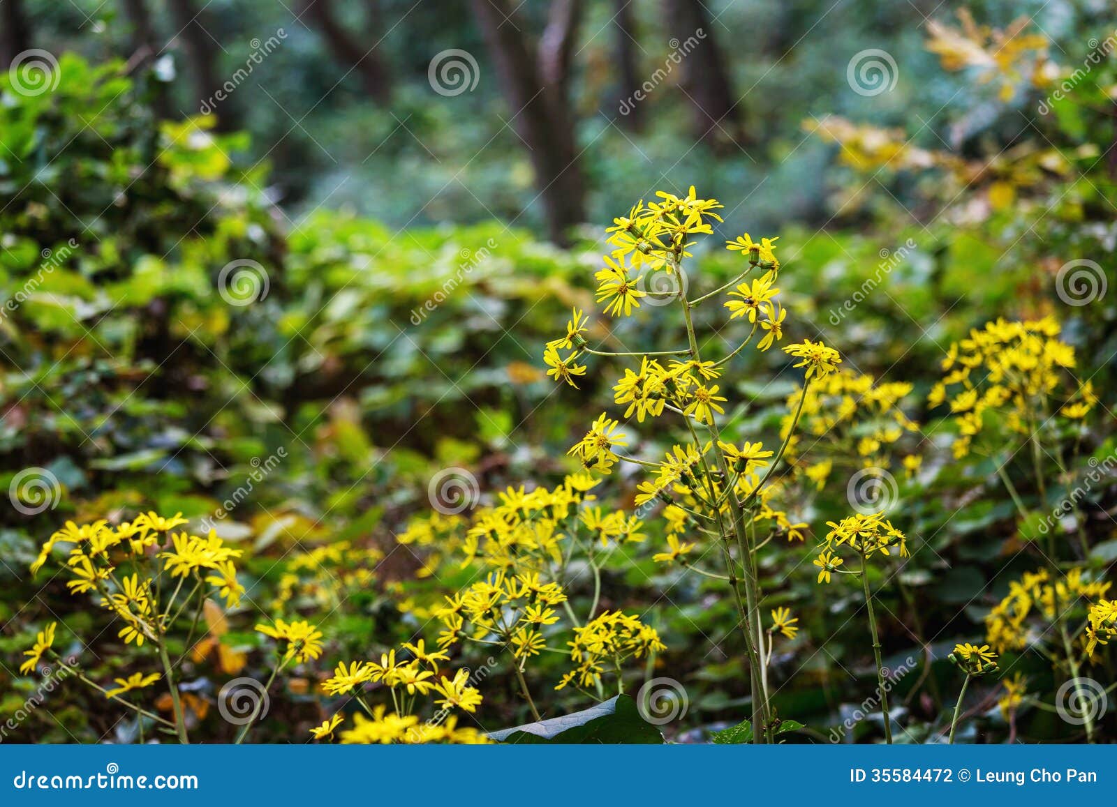 Yellow grass in forest stock photo. Image of leave, rainforest - 35584472