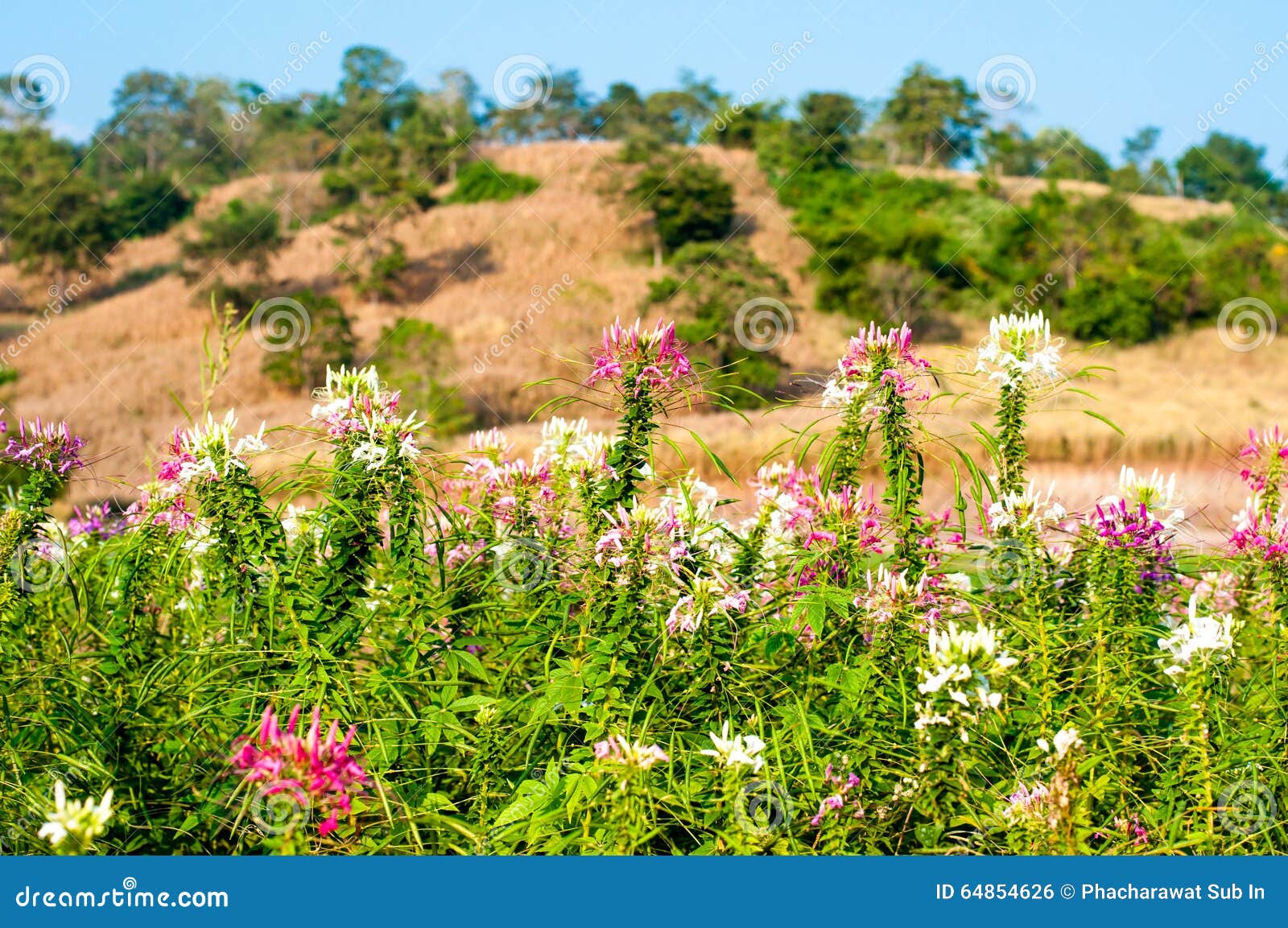 The Yellow Grass Land with Clear Blue Sky on Day Noon Light Stock Photo ...