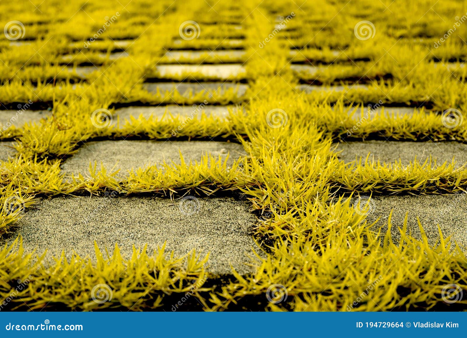 Yellow Grass Background Square Tiles Stock Photo - Image of color ...