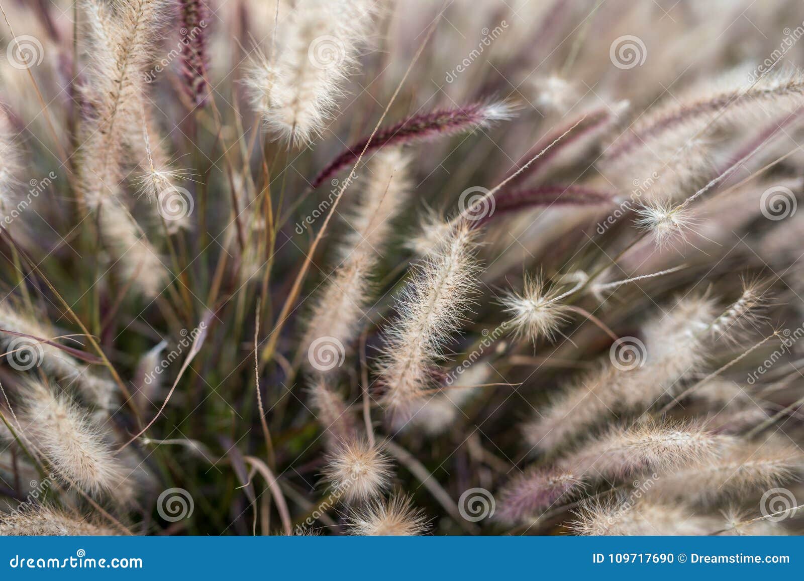 Yellow Grass Pasture Herb Herbage Herby Stock Photo - Image of herb ...