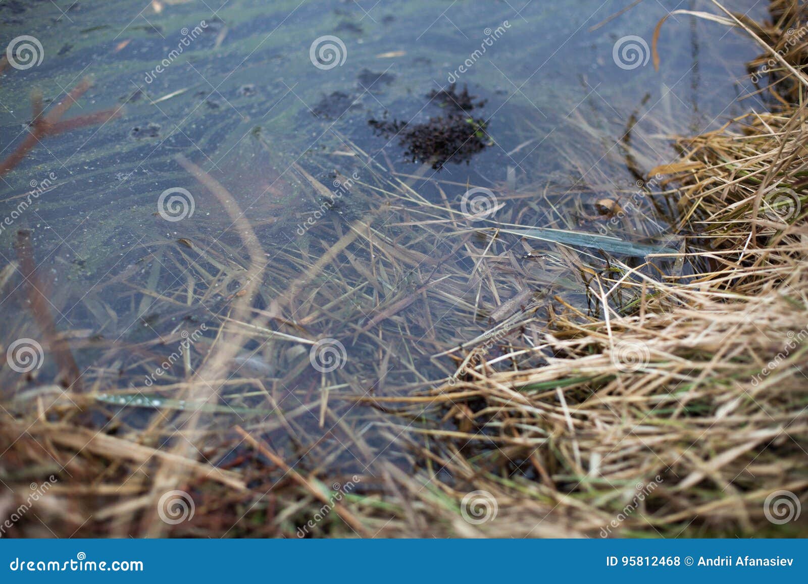 Yellow Grass Sprouting in the Shallow Water of a Lake in Early Spring ...