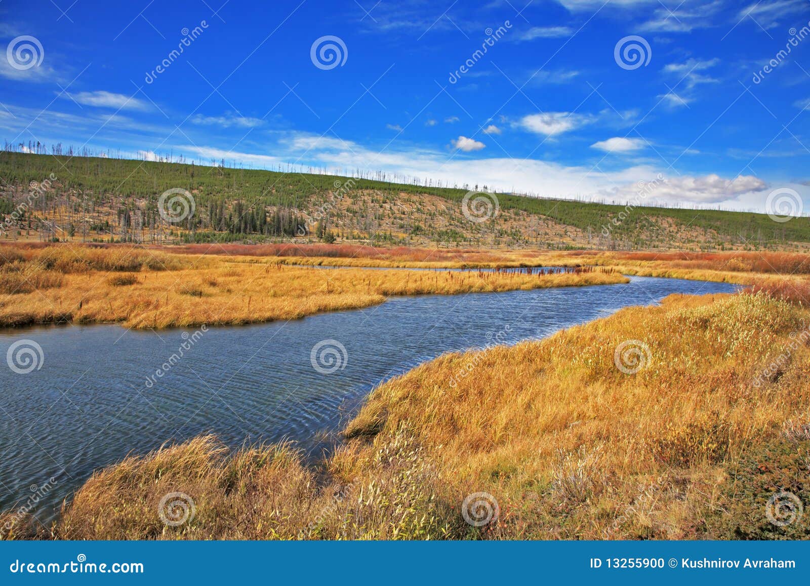 The Yellow Grass and a Stream Stock Photo - Image of season, terrain ...
