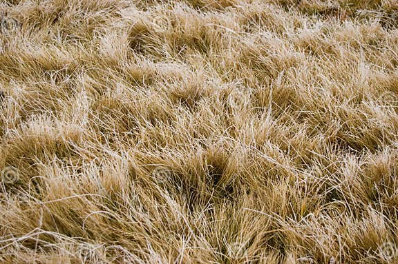 Yellow grass texture stock image. Image of natural, plant - 39550807