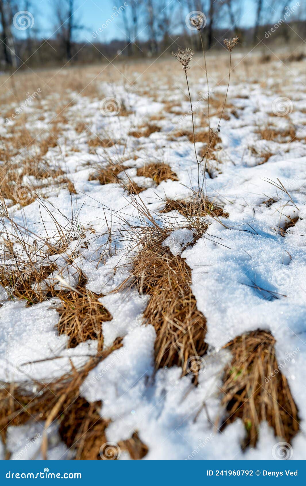 Yellow Grass Under Snow in Winter in a Field Stock Photo - Image of ...