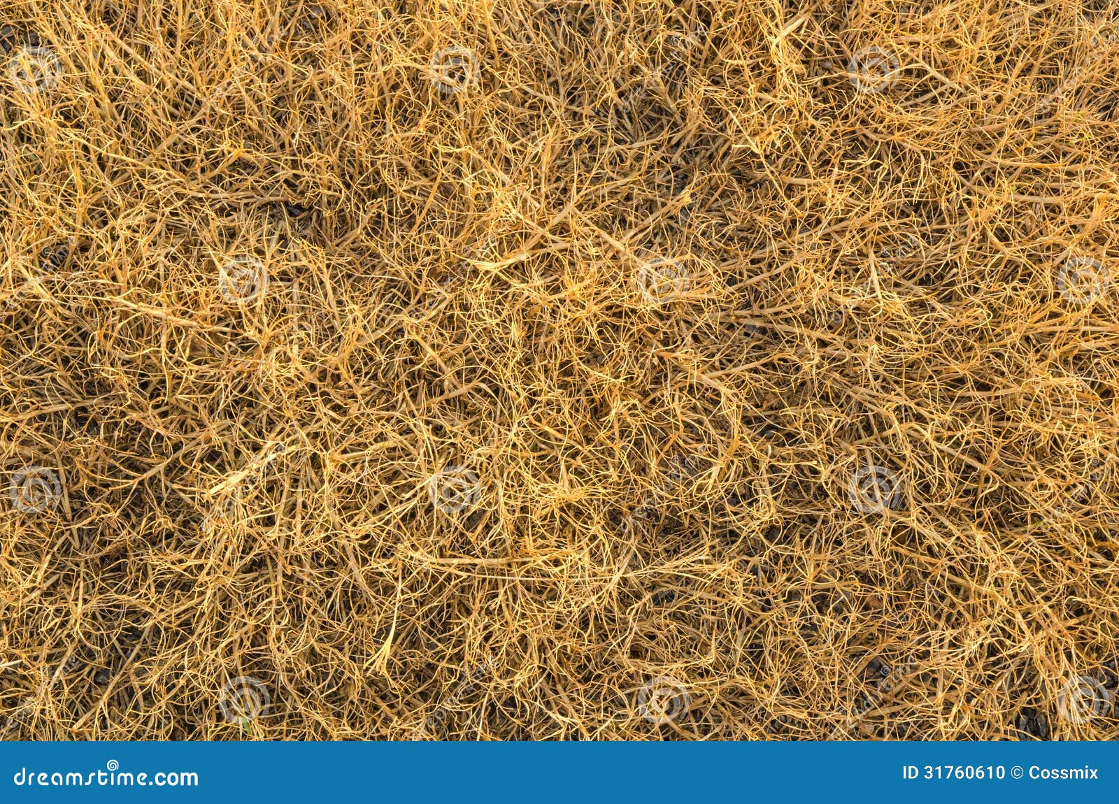 Yellow grass stock photo. Image of herbicide, texture - 31760610