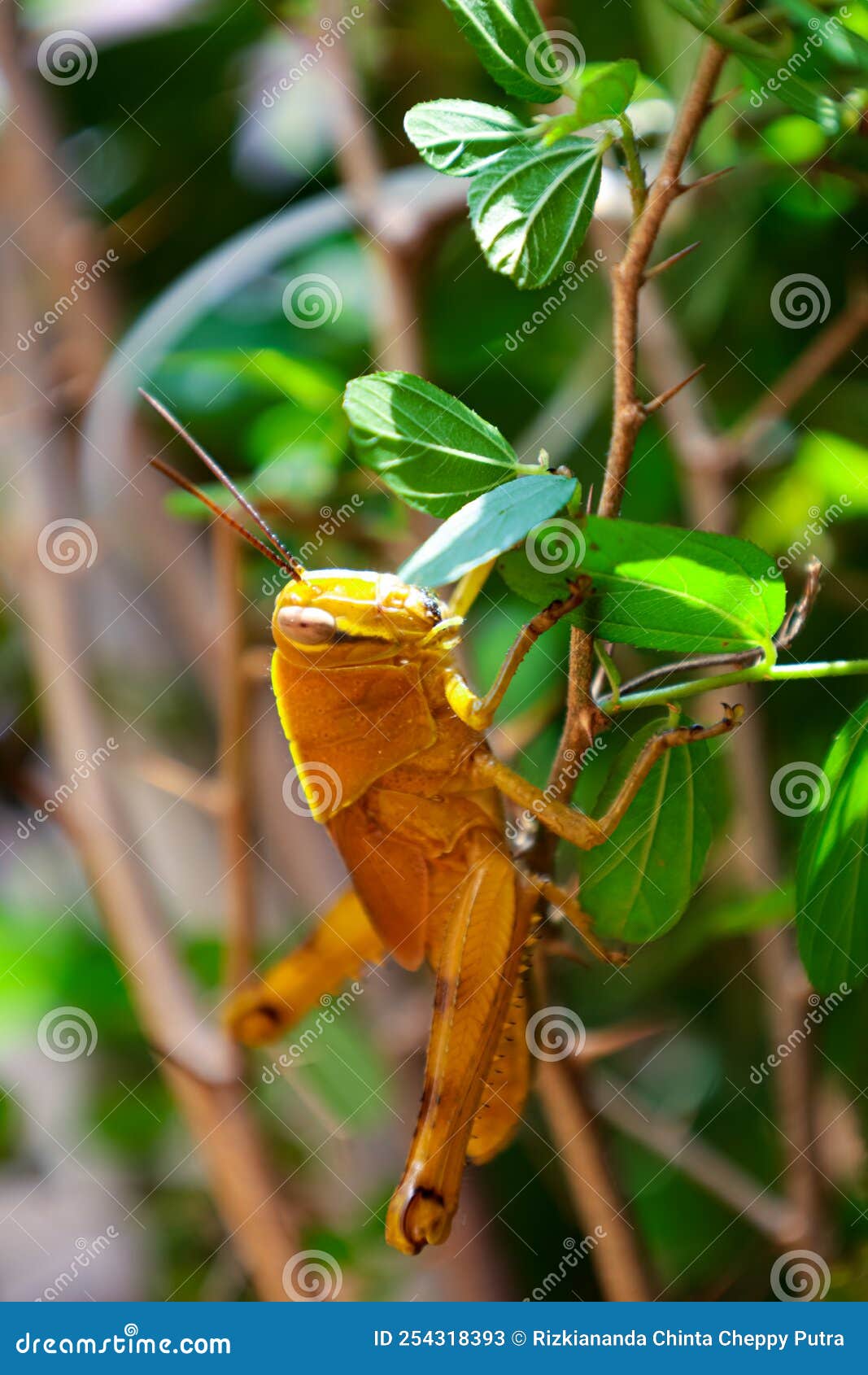 Yellow Grasshopper in the Backyard Tree Stock Image - Image of plant ...