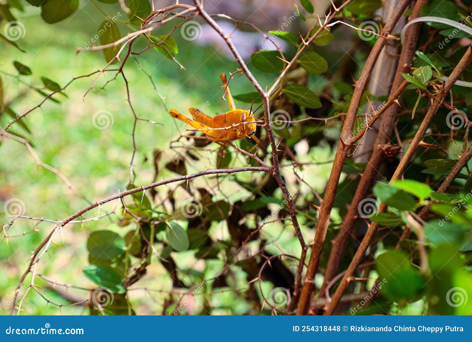 Yellow Grasshopper in the Backyard Tree Stock Photo - Image of ...