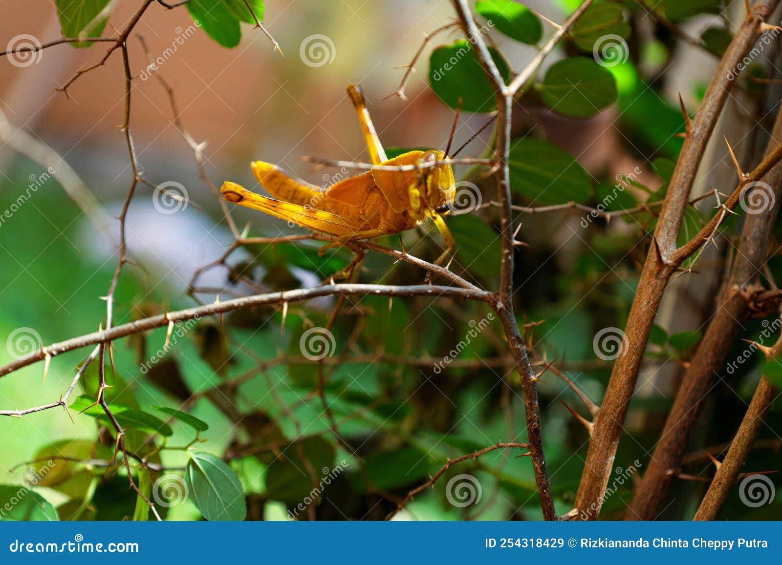 Yellow Grasshopper in the Backyard Tree Stock Image - Image of flower ...