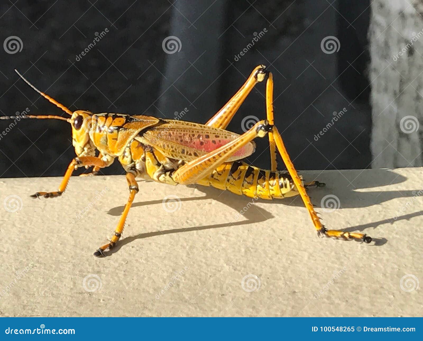 Grasshopper stock image. Image of sitting, yellow, insect - 100548265