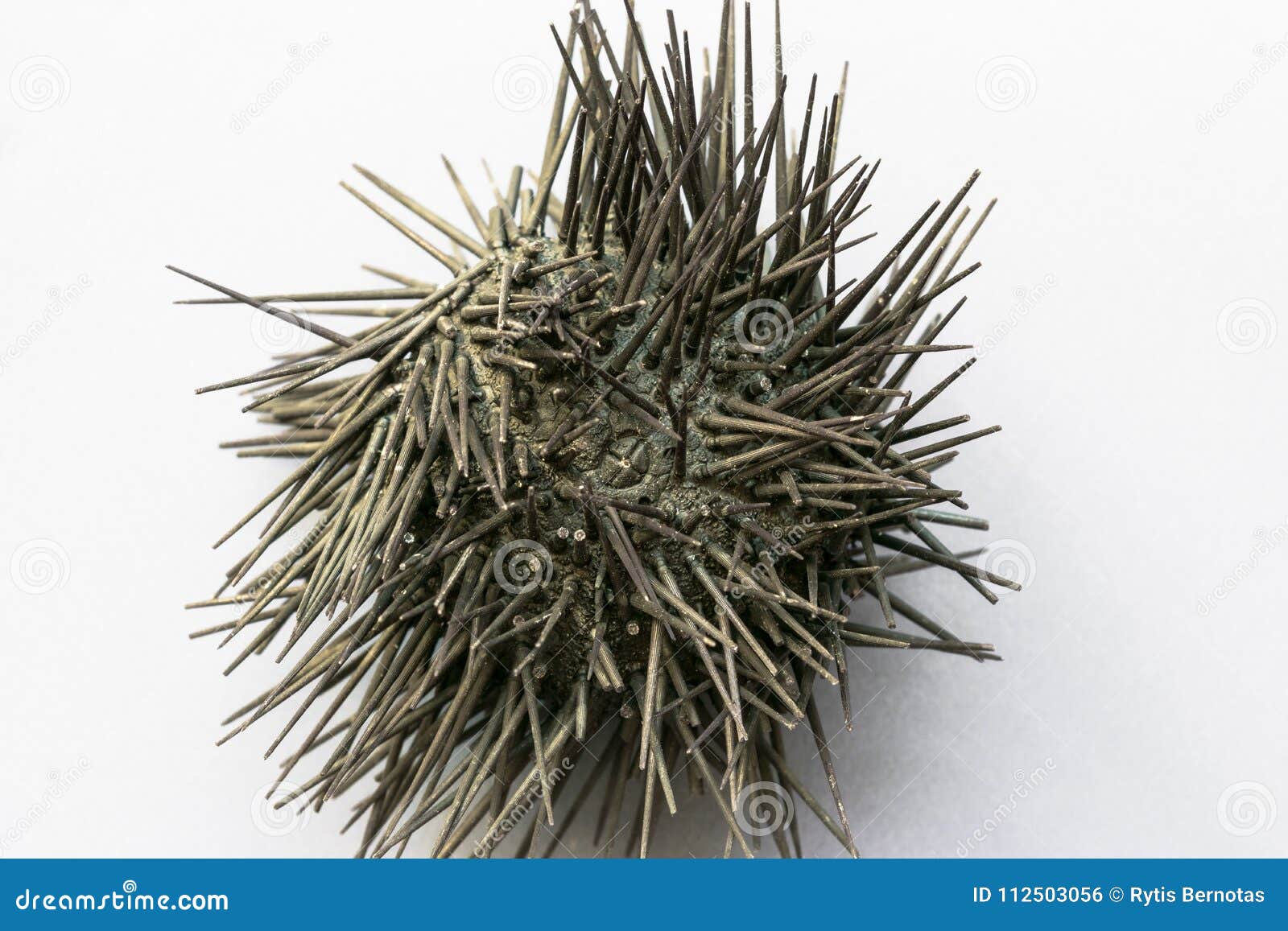 Yellow Gray Dried Up Sea Urchin in White Background Surface Stock Photo ...