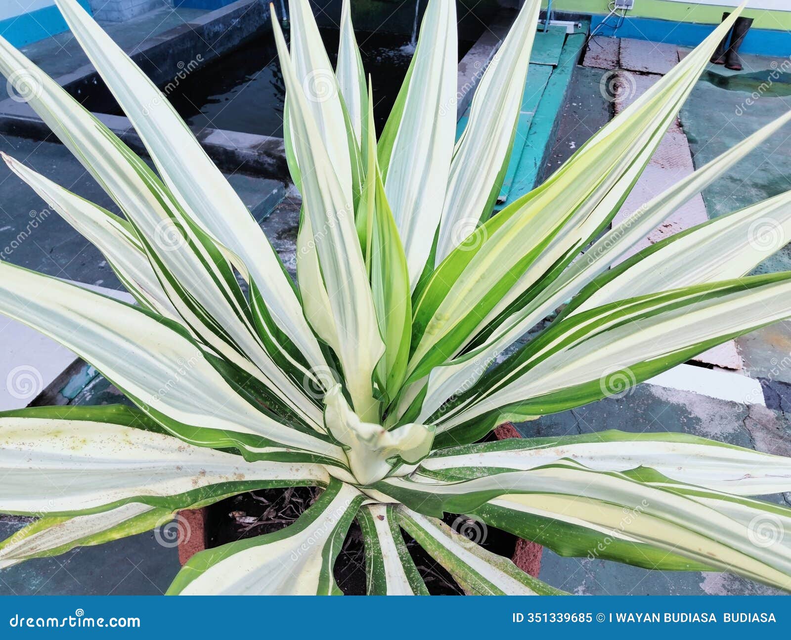 Yellow Green Agape Plant, a Type of Palm Plant Stock Image - Image of ...