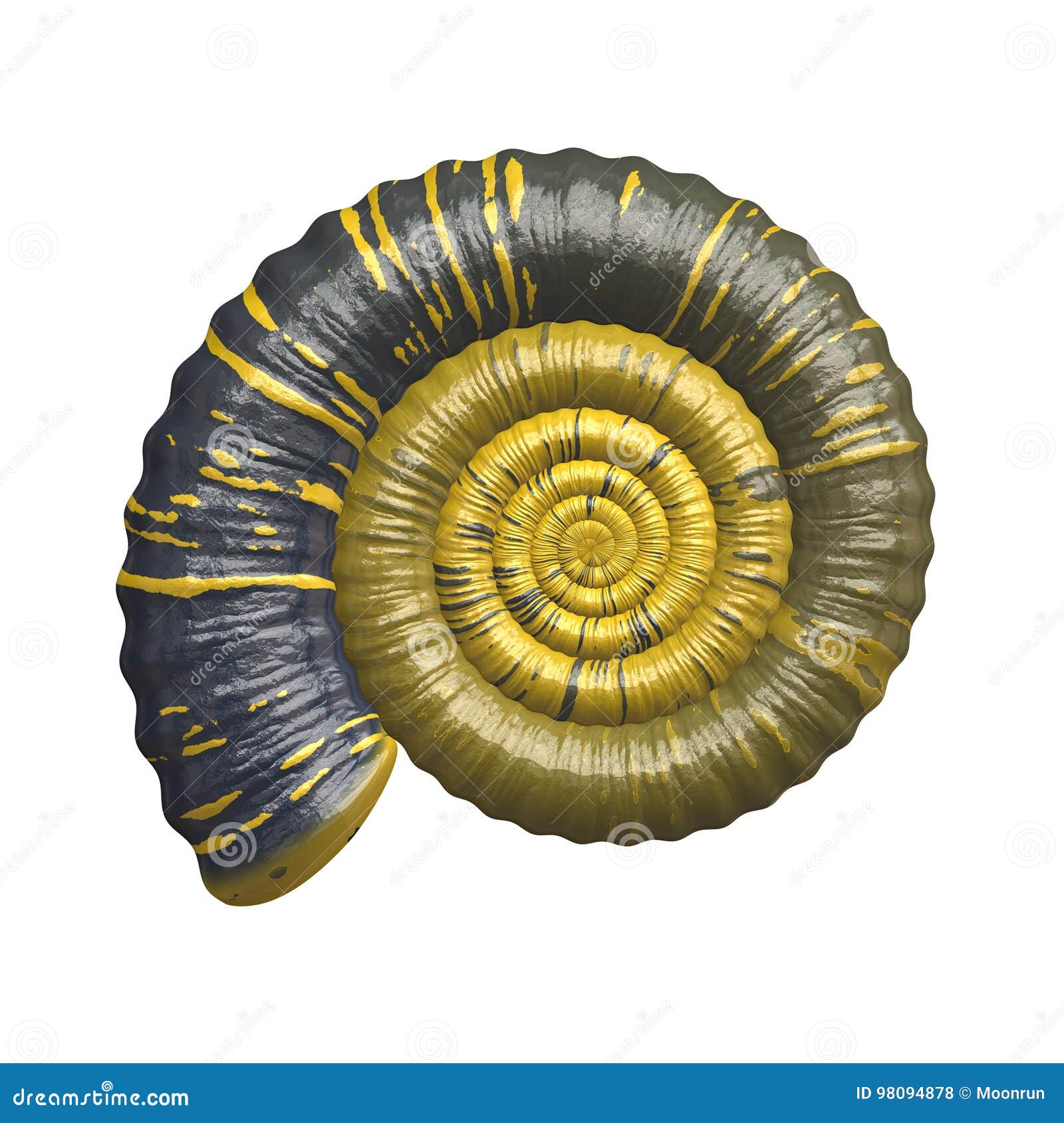 Yellow Green Ammonite Spiral Stock Illustration - Illustration of ...