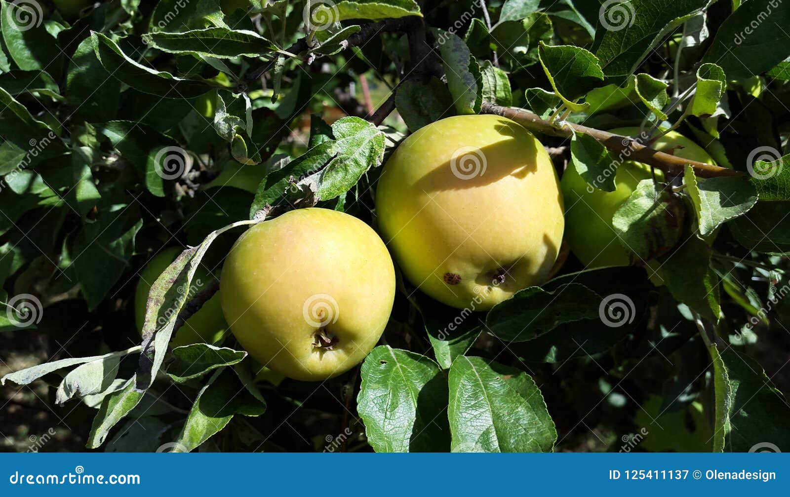 Yellow and Green Apples on Tree in Garden Stock Image - Image of nature ...