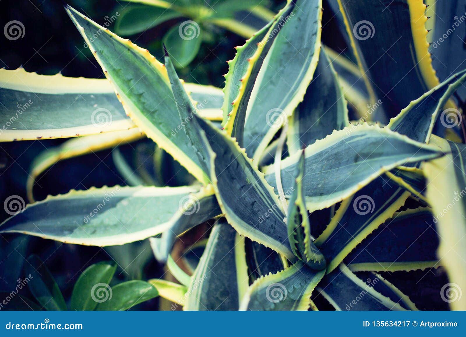 Yellow-green Bright Large Sharp Leaves of Agave Stock Image - Image of ...