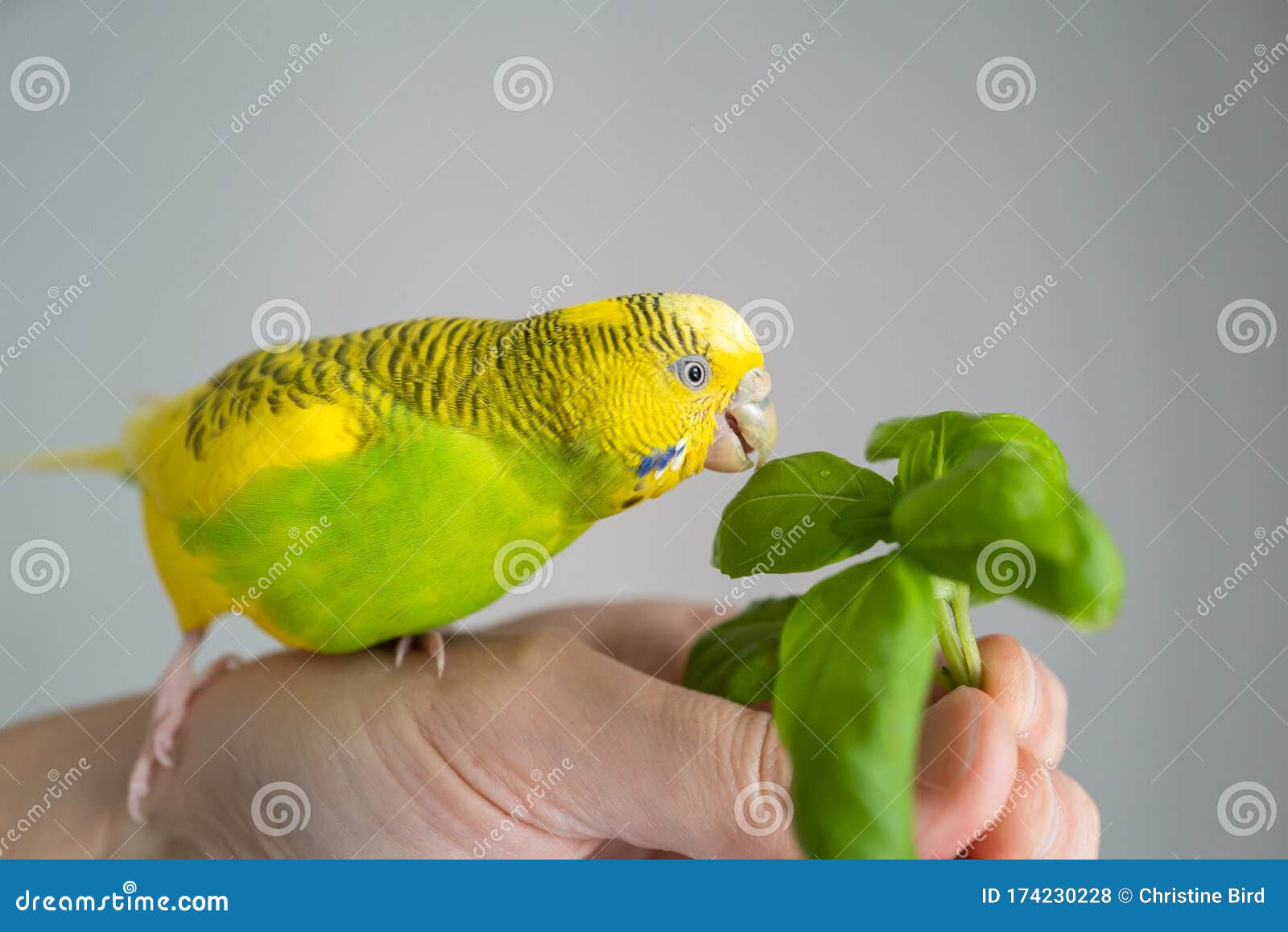 Yellow and Green Budgerigar Parakeet Being Hand Fed a Sprig of Basil ...