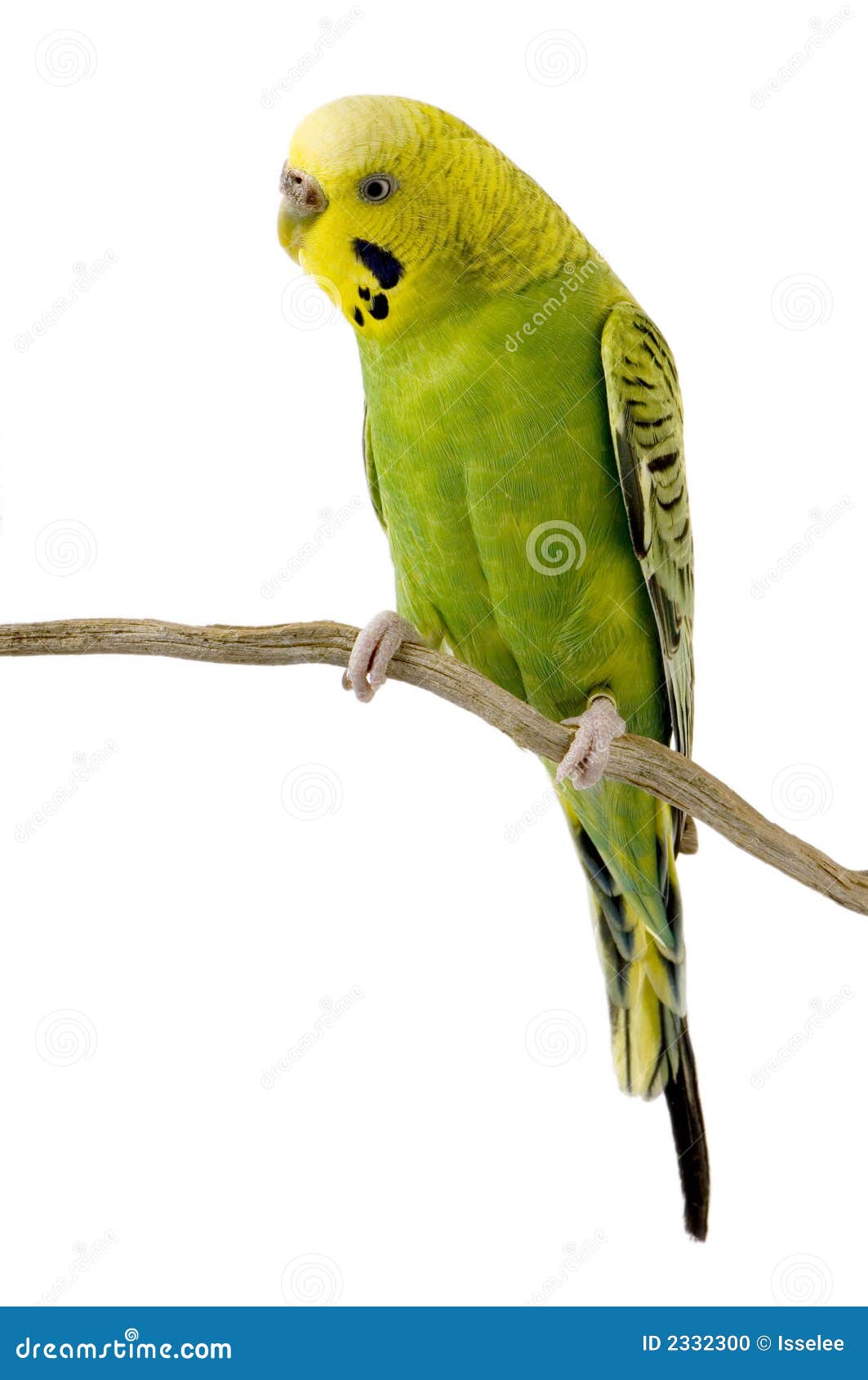 Green And Yellow Budgies
