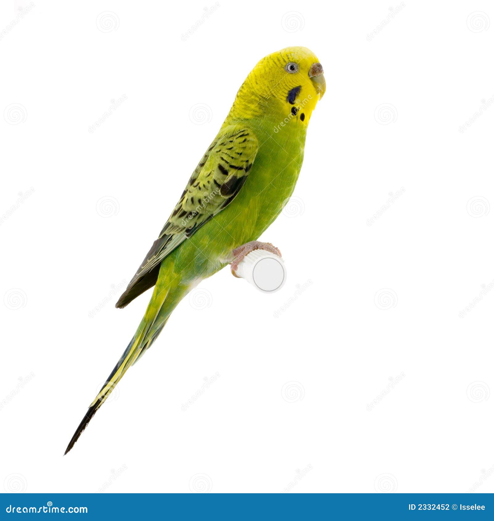 Yellow and green budgie stock photo. Image of animal, parrot - 2332452