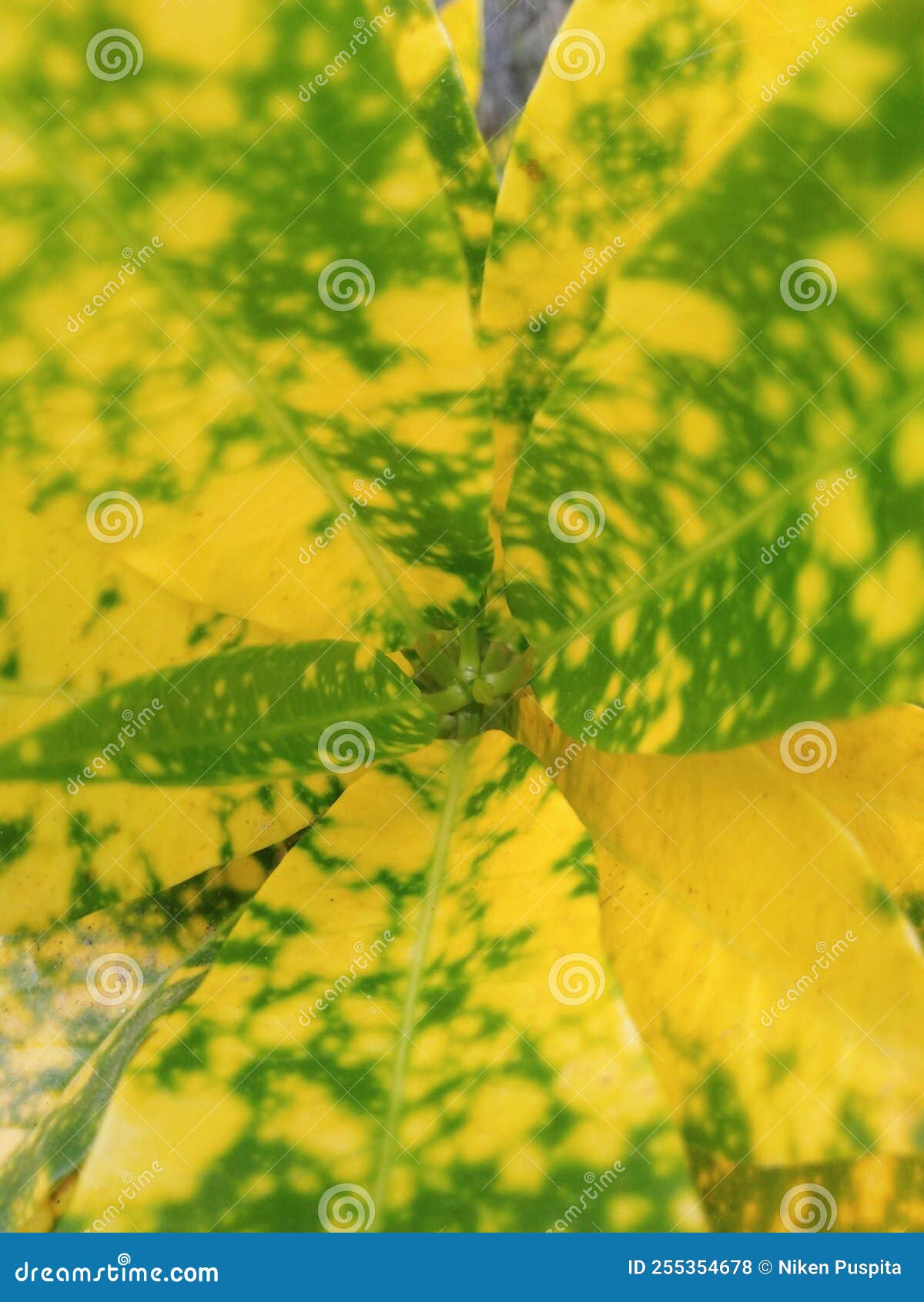 Yellow and Green Croton Leaves Stock Photo - Image of produce, yellow ...