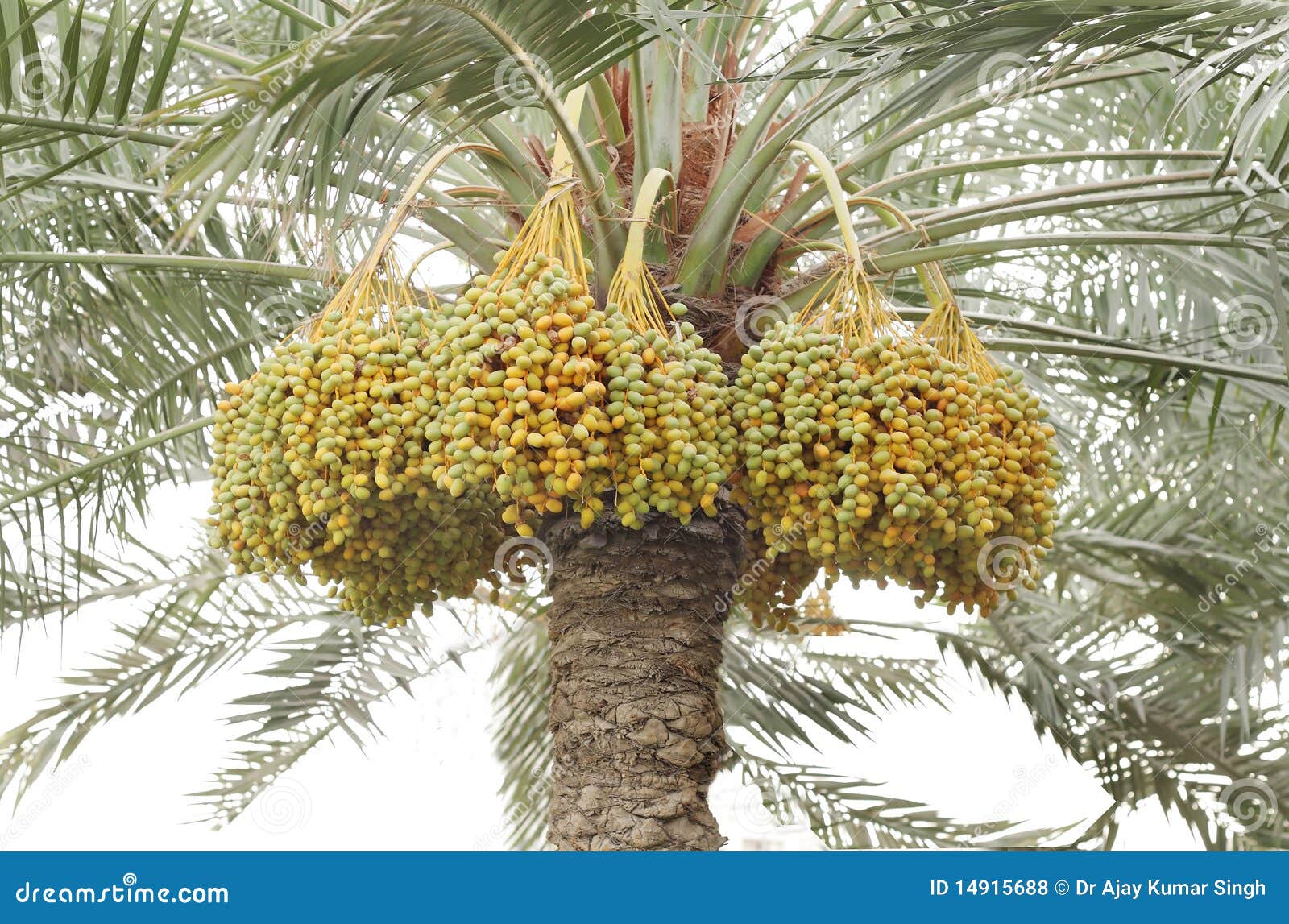 Yellow and Green Dates Surrounding the Tree Trunk Stock Photo - Image ...