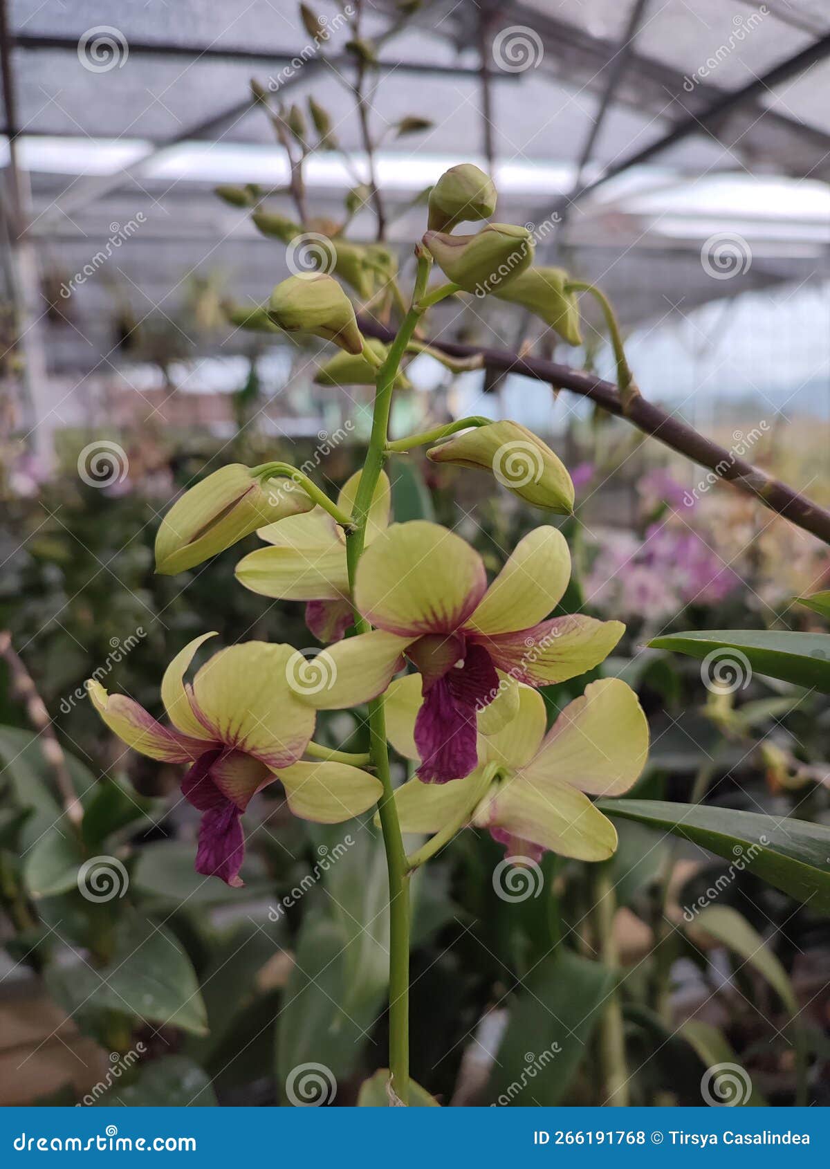 Yellow Green Dendrobium Orchid Stock Photo - Image of plant, spring ...