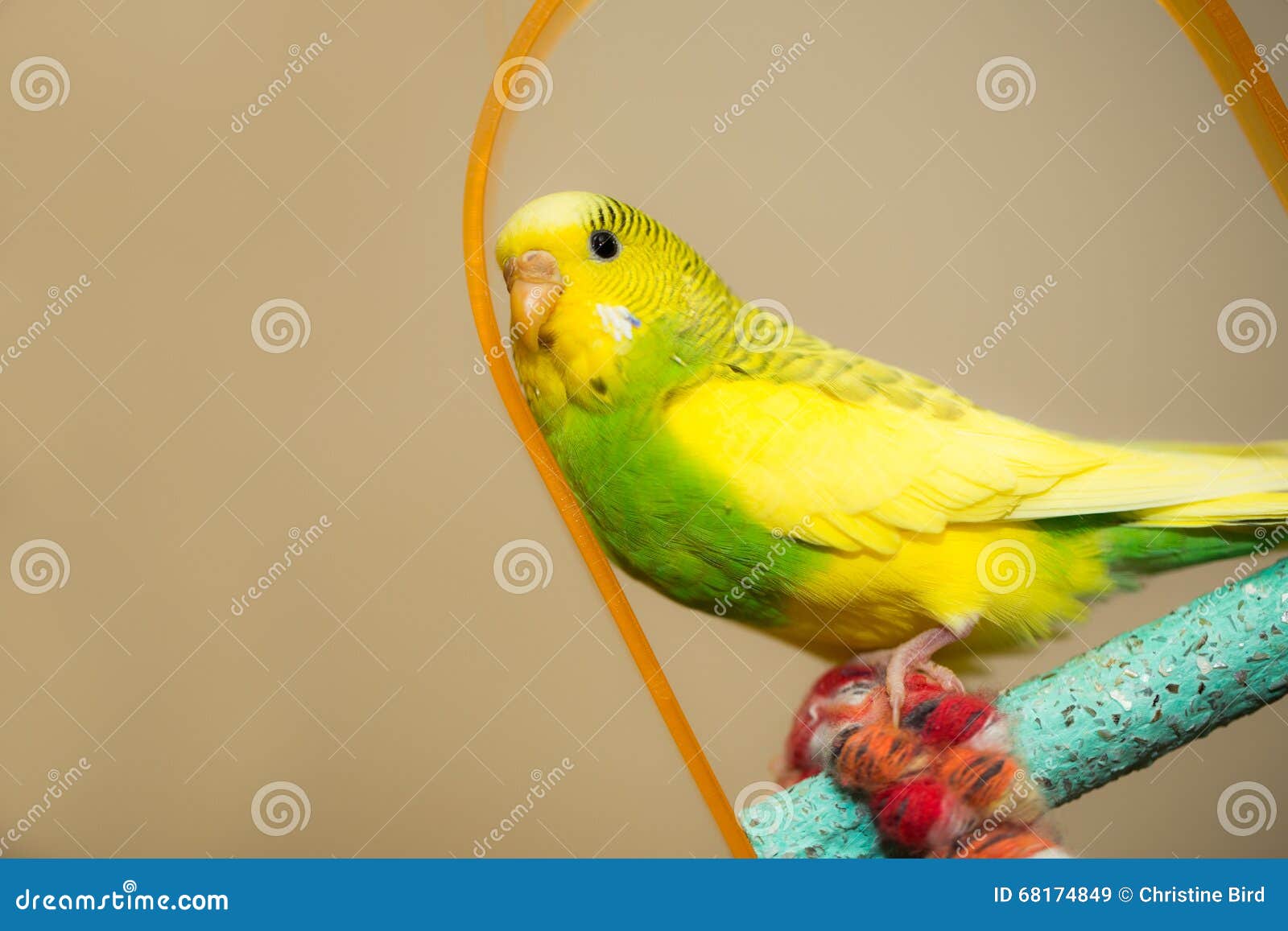 Yellow Green Parakeet