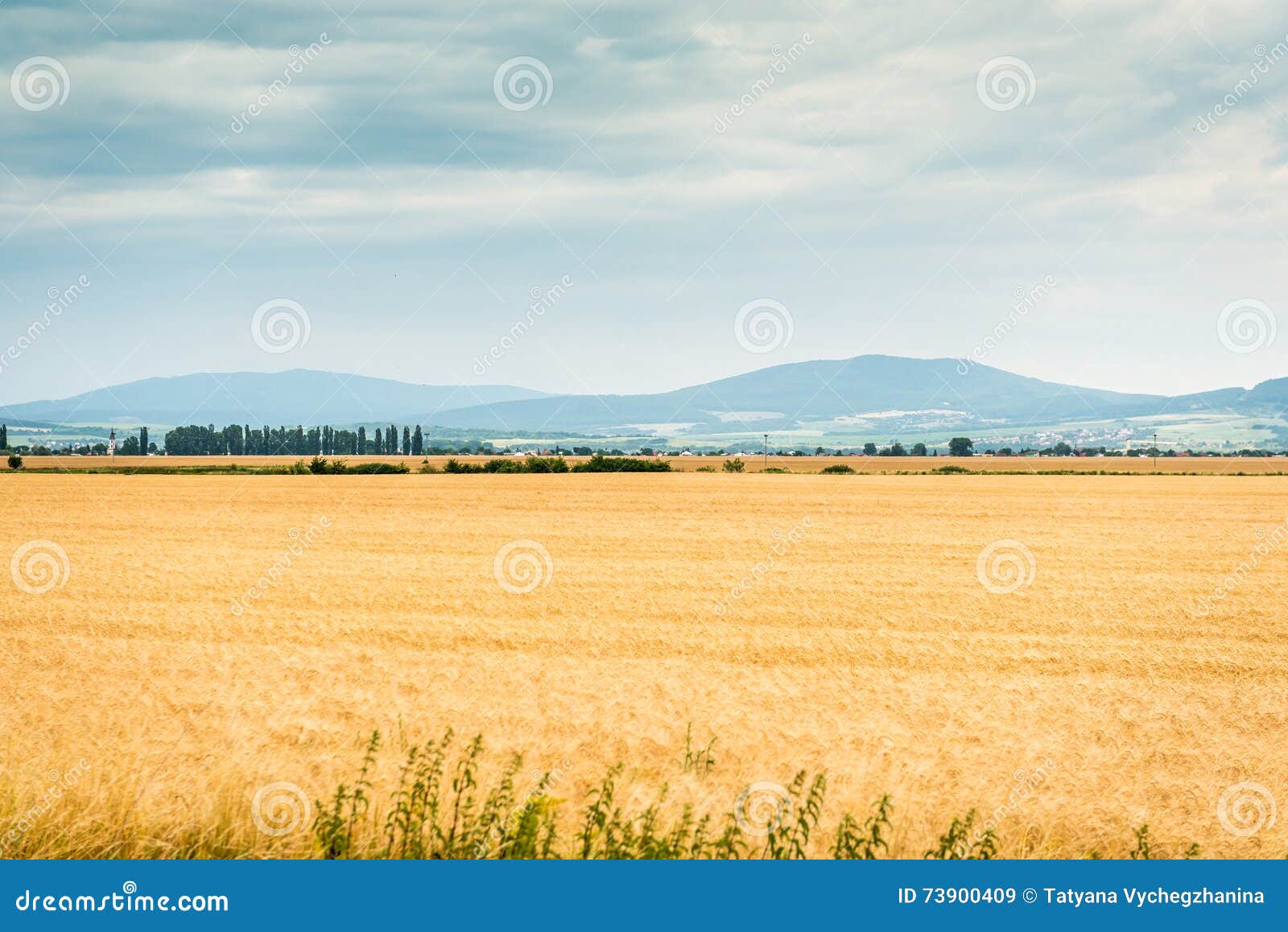 Yellow-green field stock image. Image of mountains, wild - 73900409