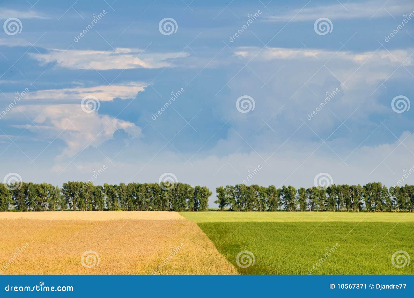Yellow and green fields stock image. Image of crop, blue - 10567371