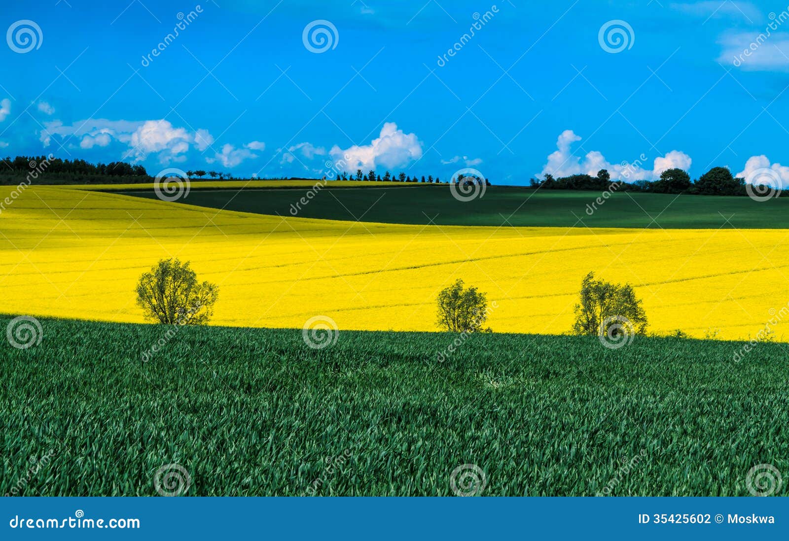 Yellow and green fields stock photo. Image of panorama - 35425602