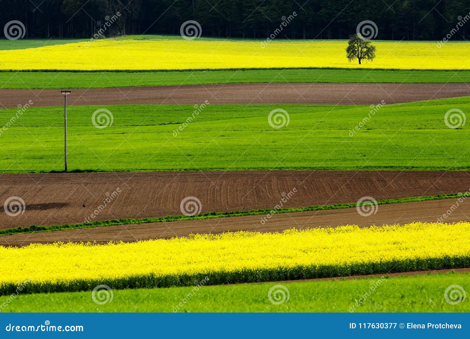 Yellow and Green Fields in Spring in Germany. Stock Image - Image of ...