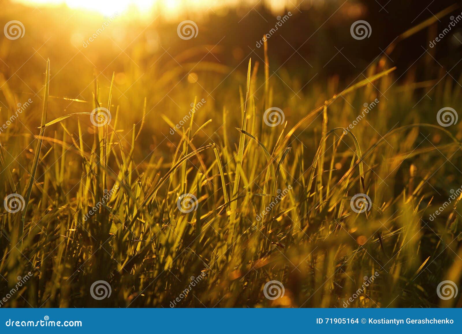 Yellow Green Grass Background Stock Photo - Image of pastures, cold ...