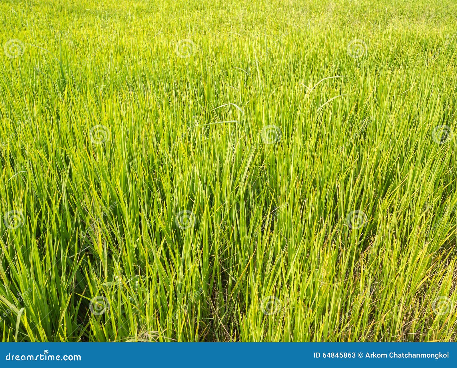 Yellow and green grass stock image. Image of spring, backdrop - 64845863