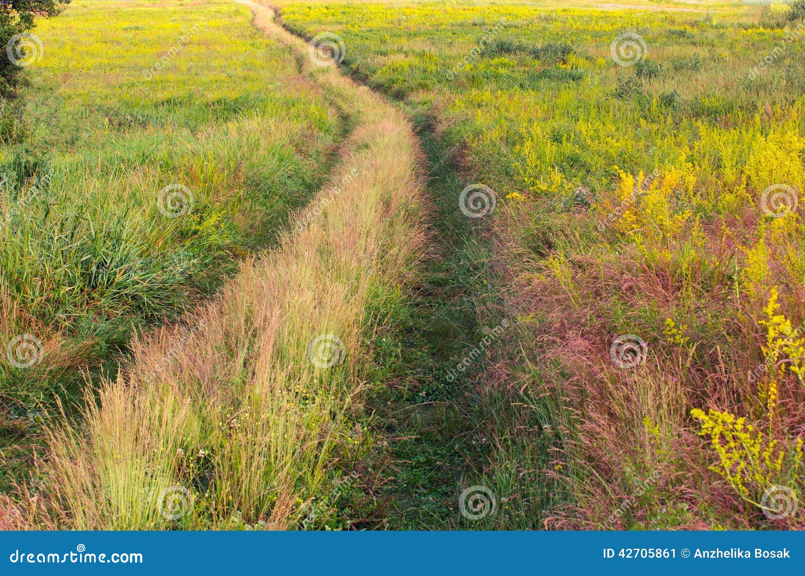 Yellow-green Grassy Meadow with Footpath Stock Image - Image of ...