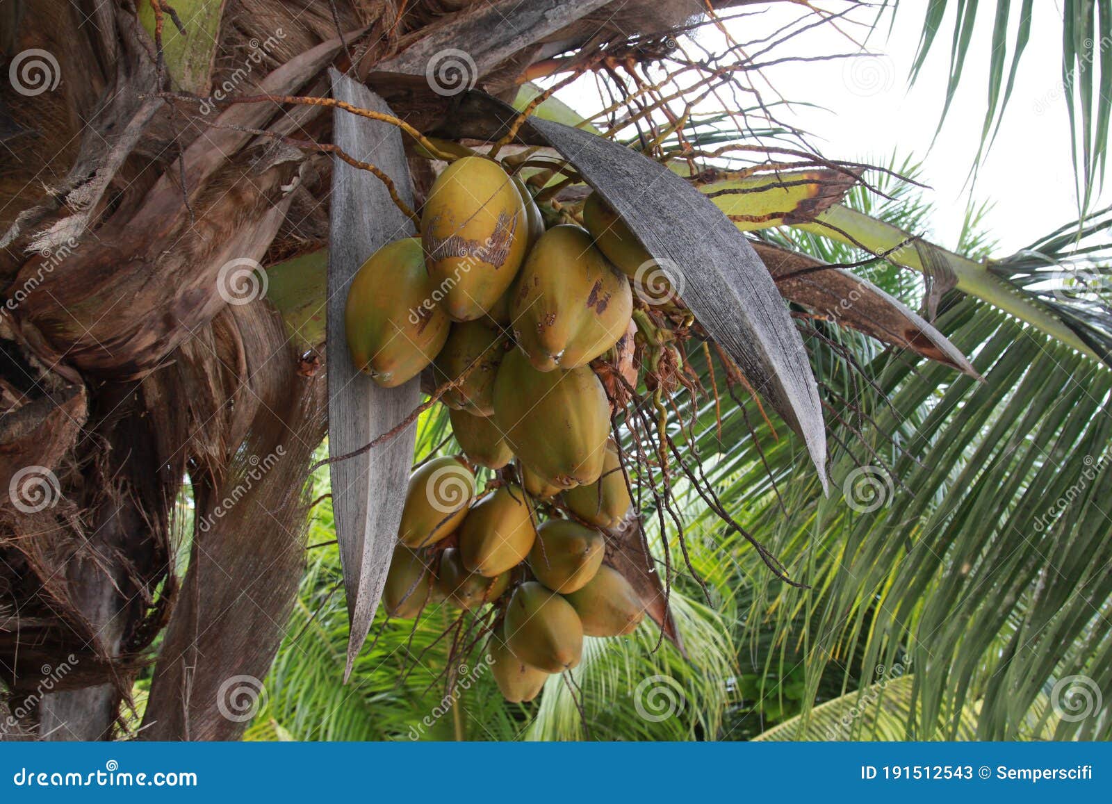 Yellow-green Large Coconuts on a Coconut Tree Stock Image - Image of ...