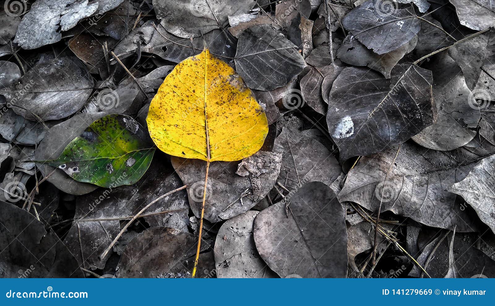 Leaf of Pipal stock image. Image of tulip, trees, green - 141279669