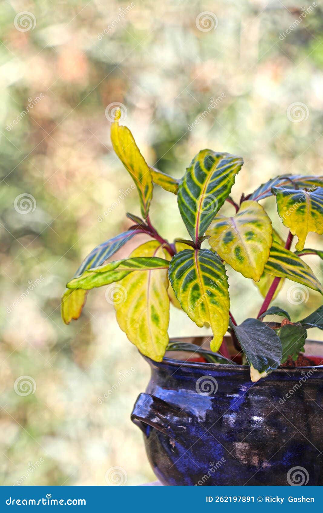 Yellow and Green Leaf of Sanchezia Speciosa Stock Image - Image of ...