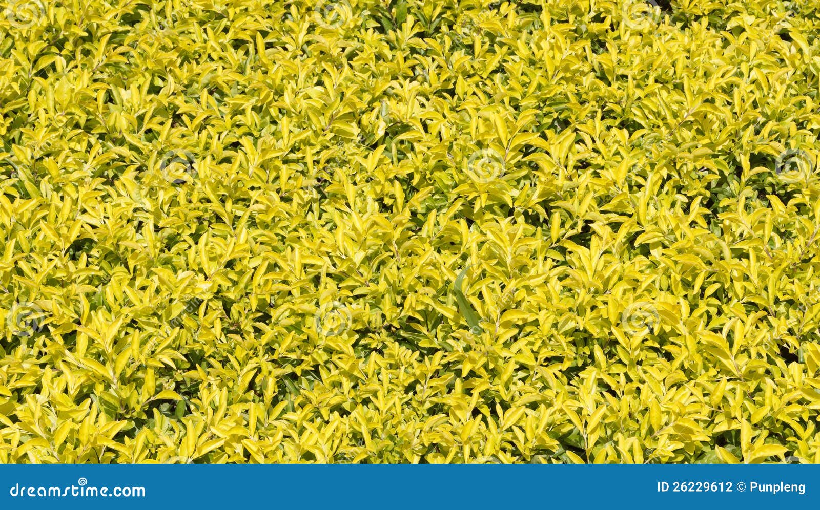 Yellow and Green Leaves Background Stock Photo - Image of outside ...